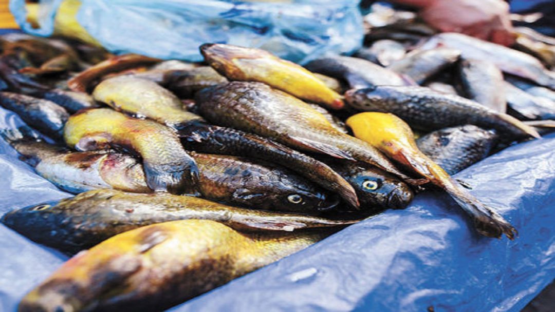 Puno: Especies nativas del lago Titicaca se encuentran en estado de ...