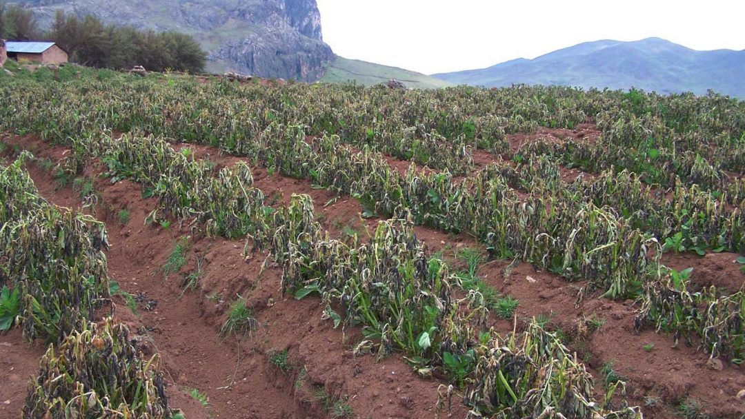 Distrito De Caracoto Reporta Afectación De Hectáreas De Cultivo Tras