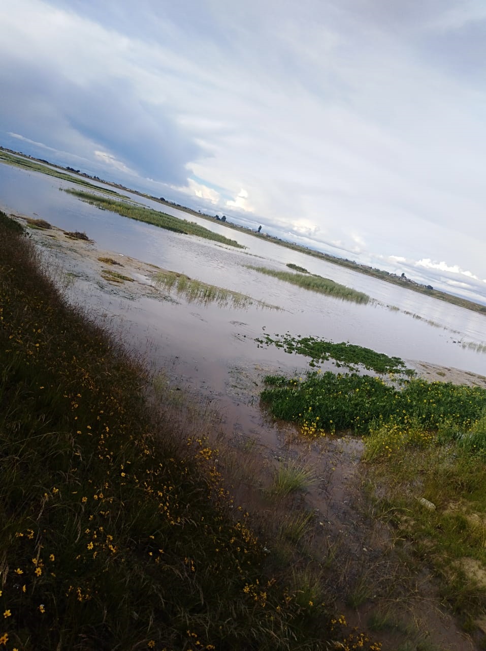 Desborde del rió Ilave afecta mas de 70 hectáreas de cultivo - Radio ...