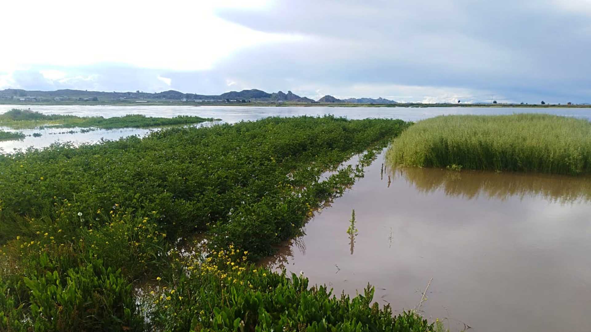 Desborde del rió Ilave afecta mas de 70 hectáreas de cultivo - Radio ...