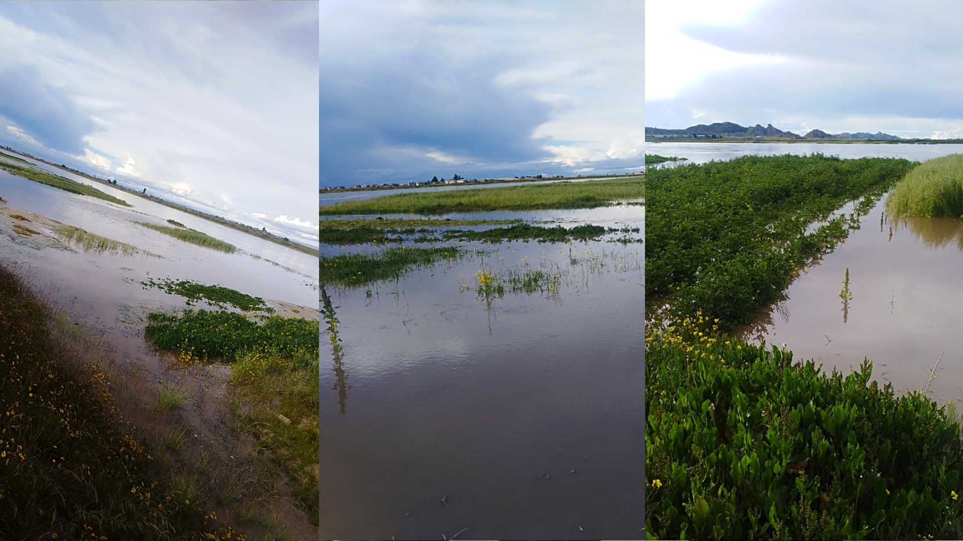 Desborde del rió Ilave afecta mas de 70 hectáreas de cultivo - Radio ...