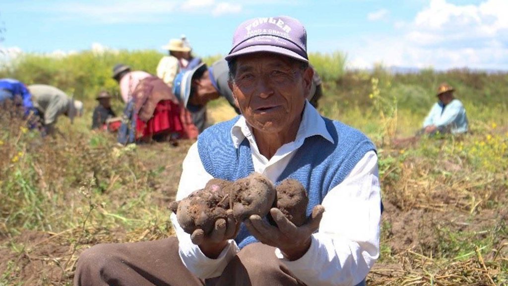 Puno: Estiman que se cosecharon 830 mil toneladas de papa en la campaña ...