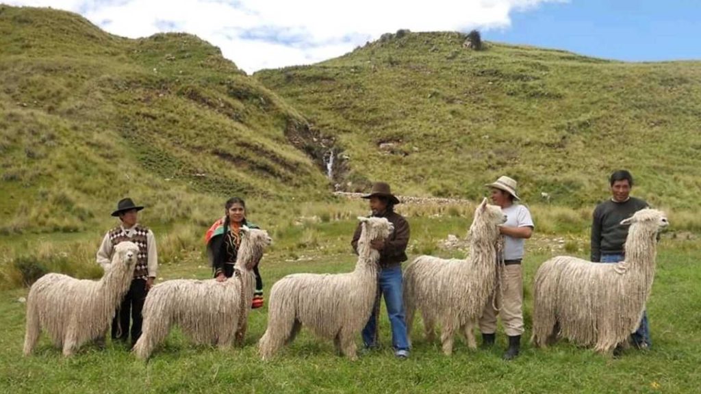Puno: 16 distritos son considerados en proyecto Minagri de mejoramiento ...
