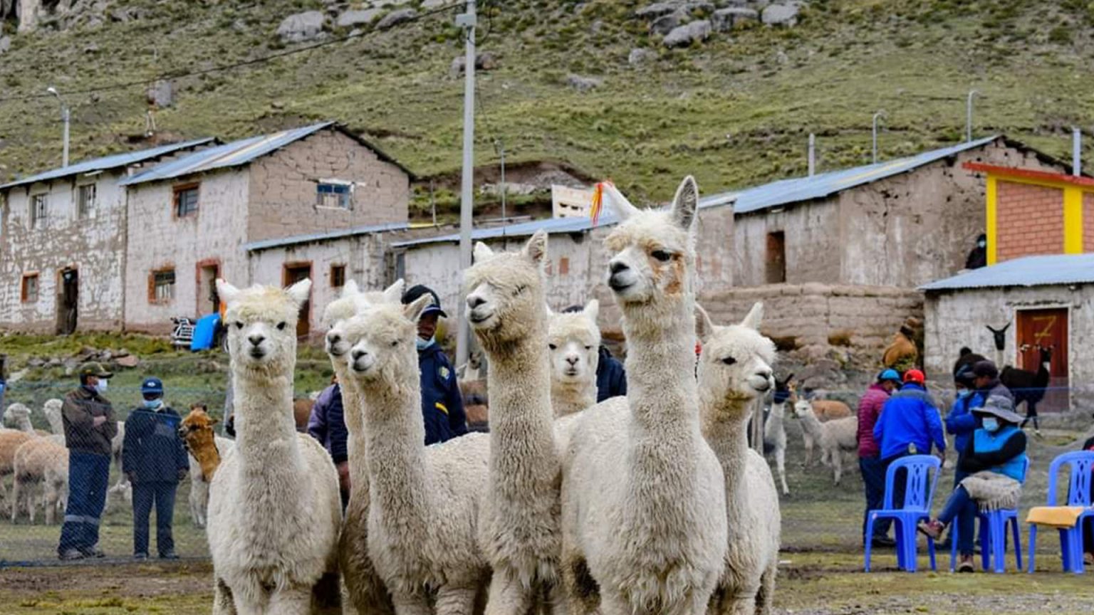 Puno: Alrededor de 16 mil alpacas han sido registrados en el libro ...