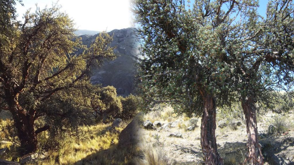 Puno: Inician búsqueda de árboles patrimoniales para promover su ...