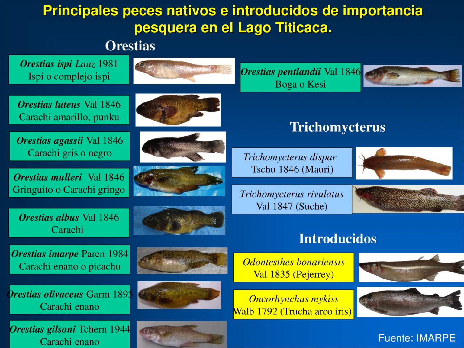 Reportaje: Peces oriundos del Titicaca como qarachi, mauri, ispi y ...