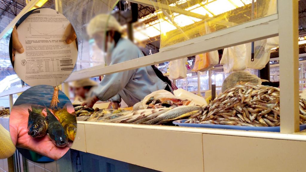 Reportaje: Peces oriundos del Titicaca como qarachi, mauri, ispi y ...