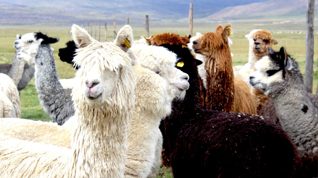 Región Puno: En el mundo internacional textil, la fibra de alpaca ...