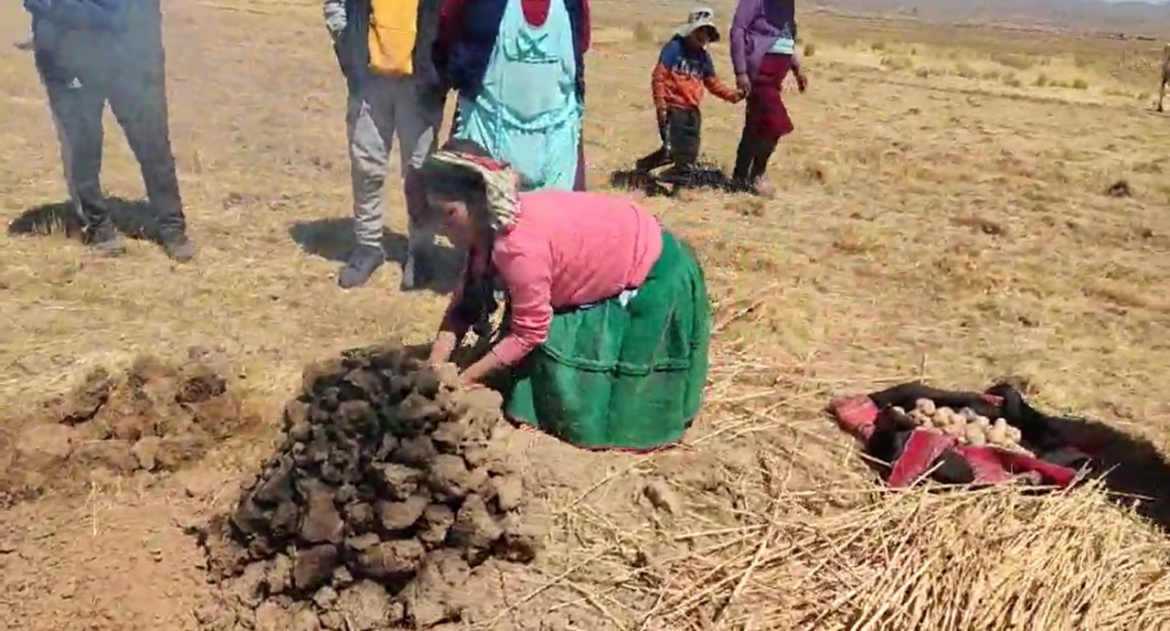 Concurso de huatia en Asillo. Participantes demostraron sus ...