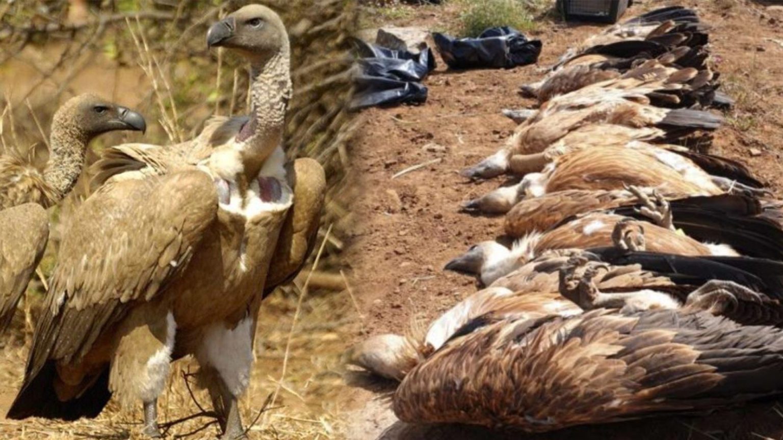 África austral: Más de 150 buitres en peligro de extinción murieron ...