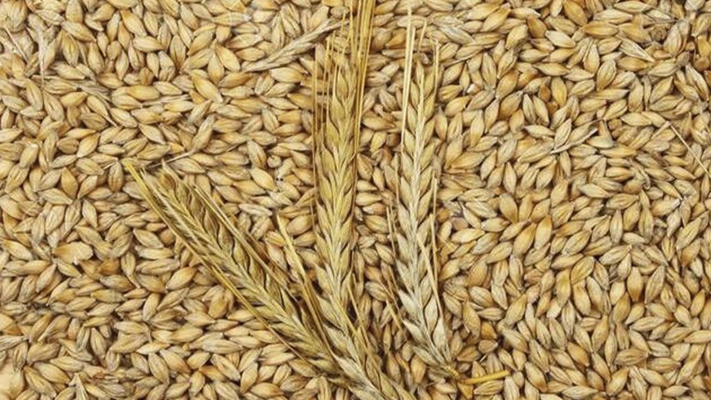 Los cultivos de cebada grano fueron afectados en un 39% en la región de ...