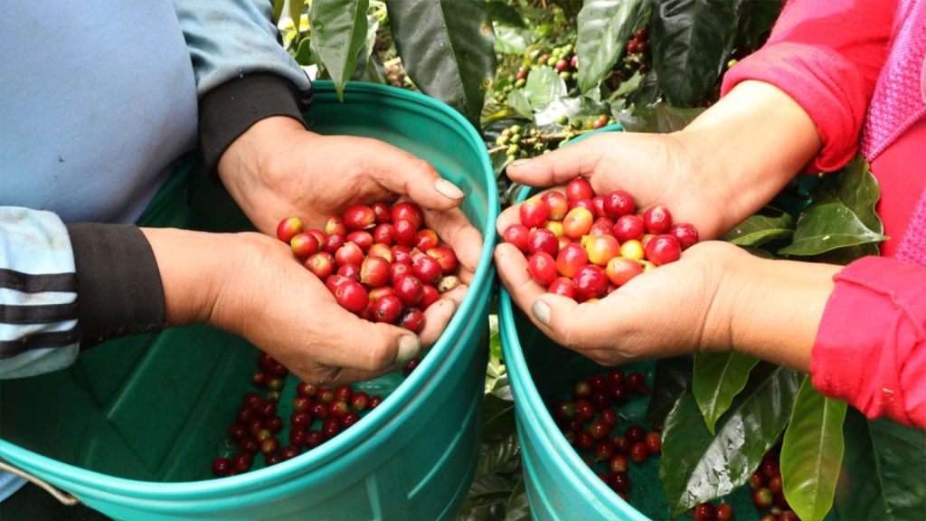 Productor cafetalero asegura que el café orgánico de la región de Puno ...