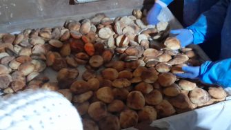 Panaderos artesanales invocan a las nuevas generaciones continuar ...