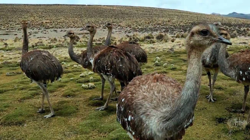 En Puno reportan patógeno de tipo A que afectó a un grupo de suris y ...