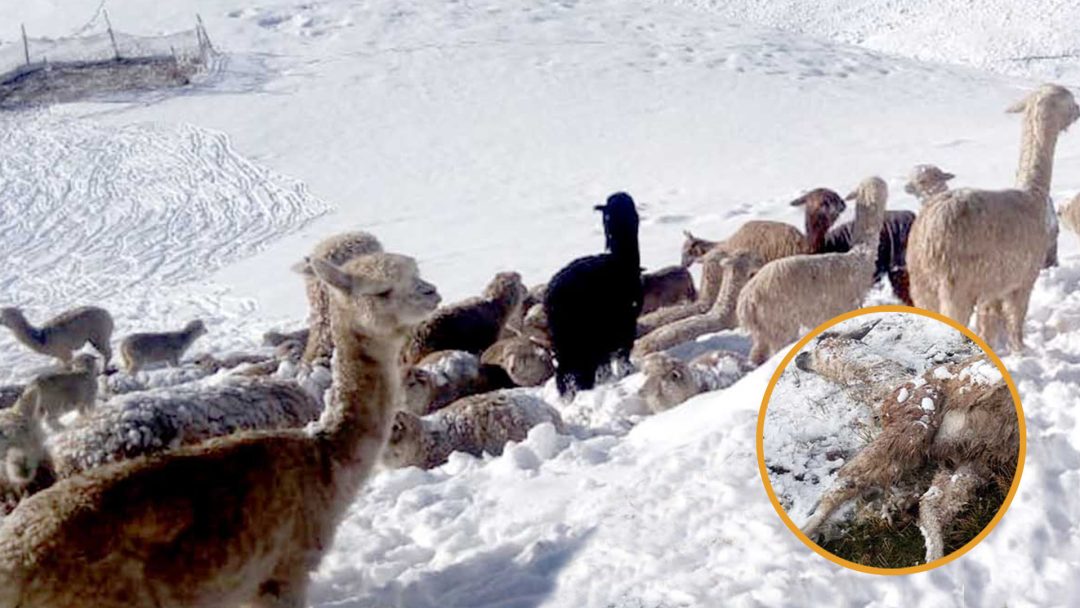 Melgar - Nuñoa: más del 30% de crías de alpacas han muerto por bajas ...
