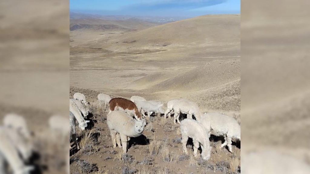 El estrés hídrico y la humareda del volcán Ubinas estaría afectando a ...