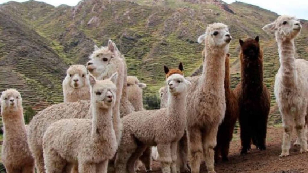 ¡Preocupante! una de las principales regiones donde se cría alpacas es ...