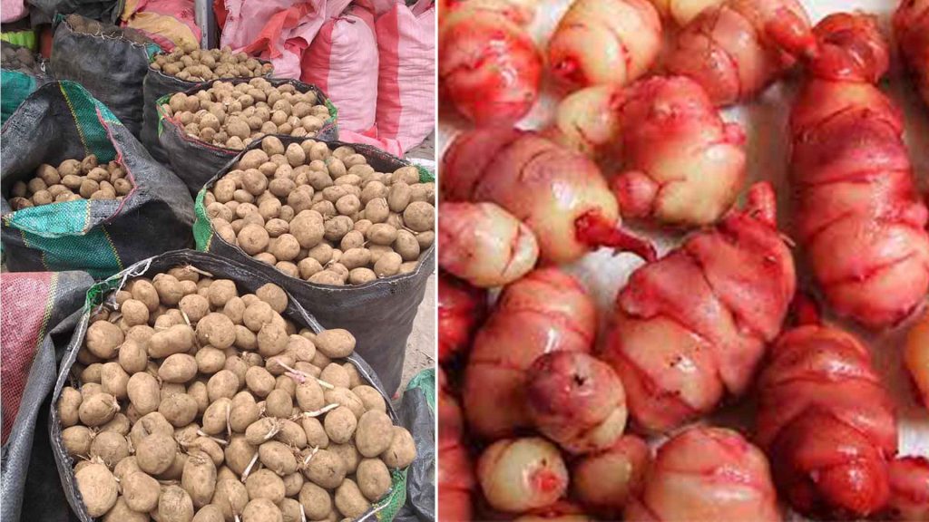 Puno: ya se vende semillas de papa, oca, habas y otros productos, para ...