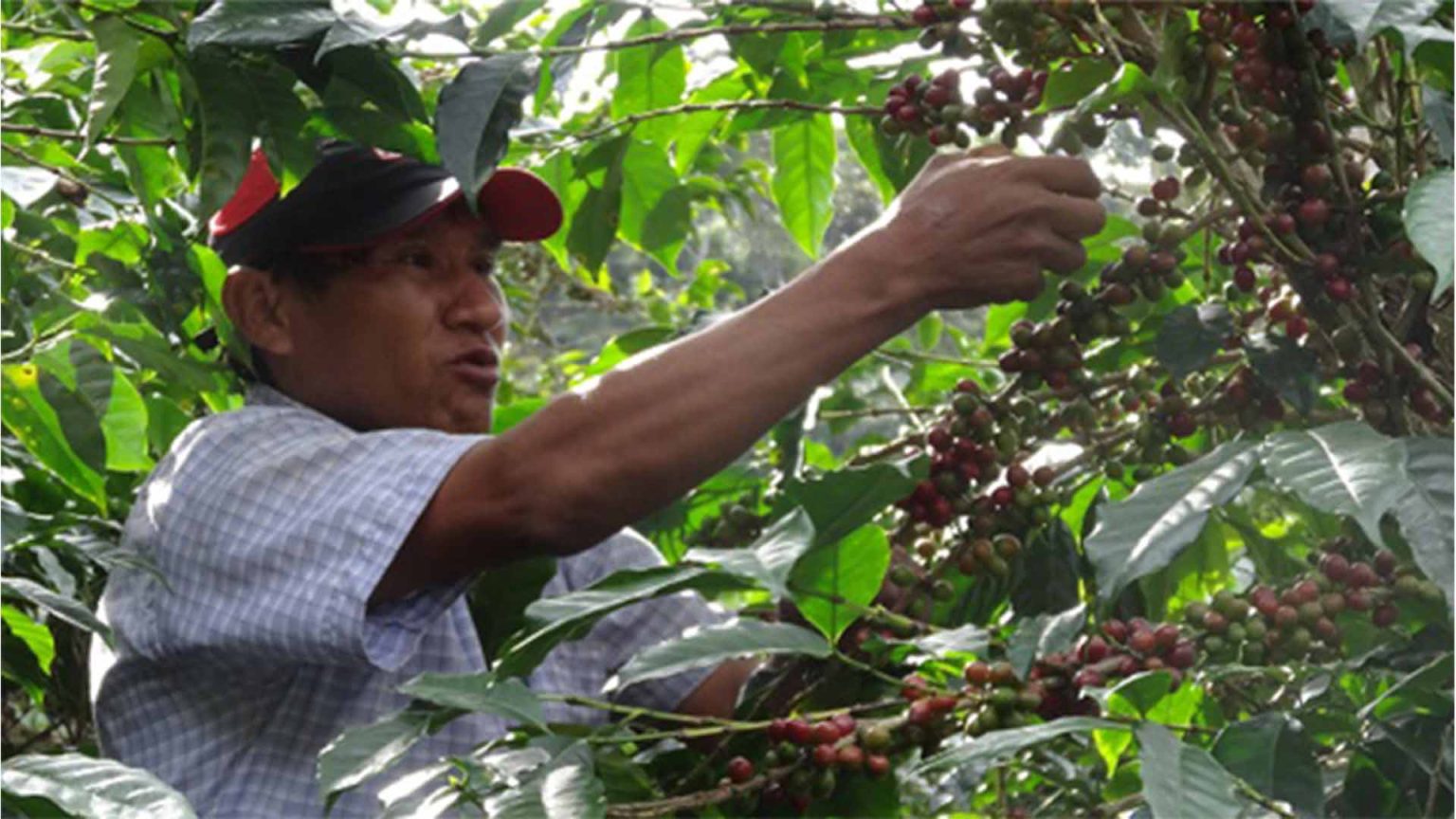 Productor del mejor café del mundo, Raúl Mamani, habló sobre la rueda ...
