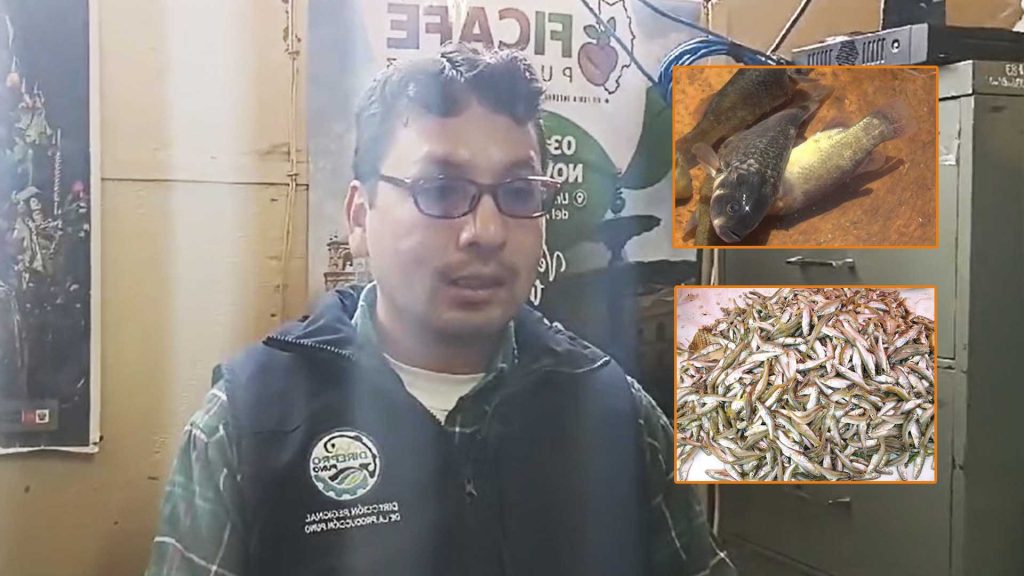 El ispi y al carachi amarillo se encuentran en veda desde marzo y no ...