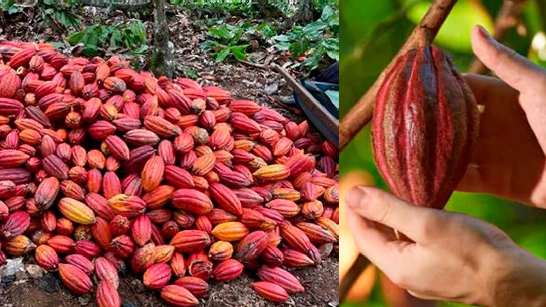En el valle de San Gabán más 40 familias dinamizan su economía con el ...