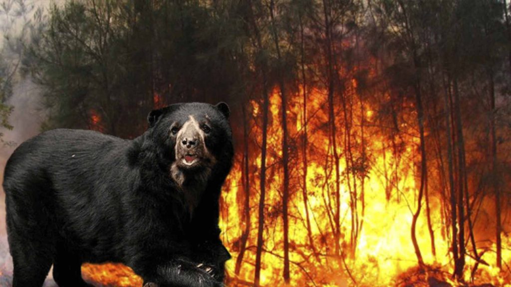 Tragedia en medio del fuego: Reportan muerte de oso andino mientras ...
