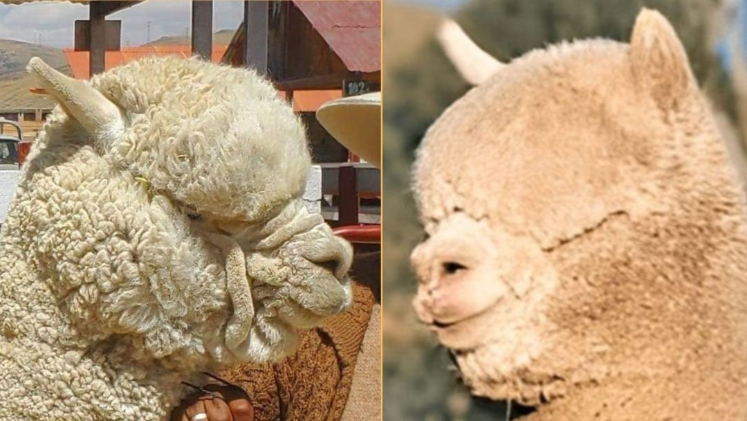 Puno busca registrar los biotipos de alpaca Michi Uman y K'enqo como ...