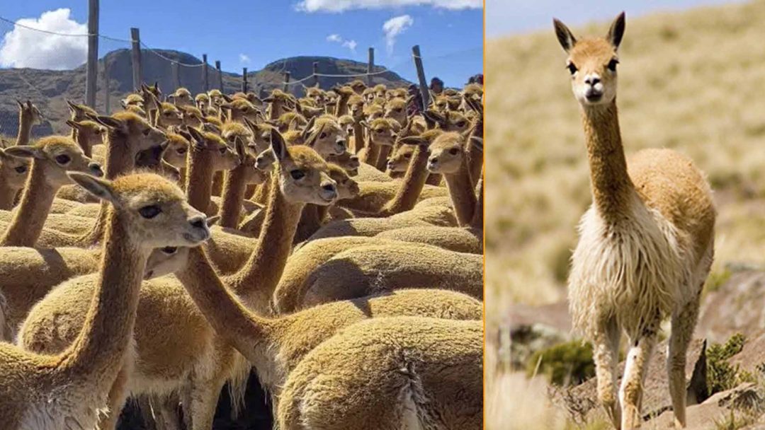 SERFOR inicia el V Censo Nacional de Vicuñas 2025 para reforzar su ...