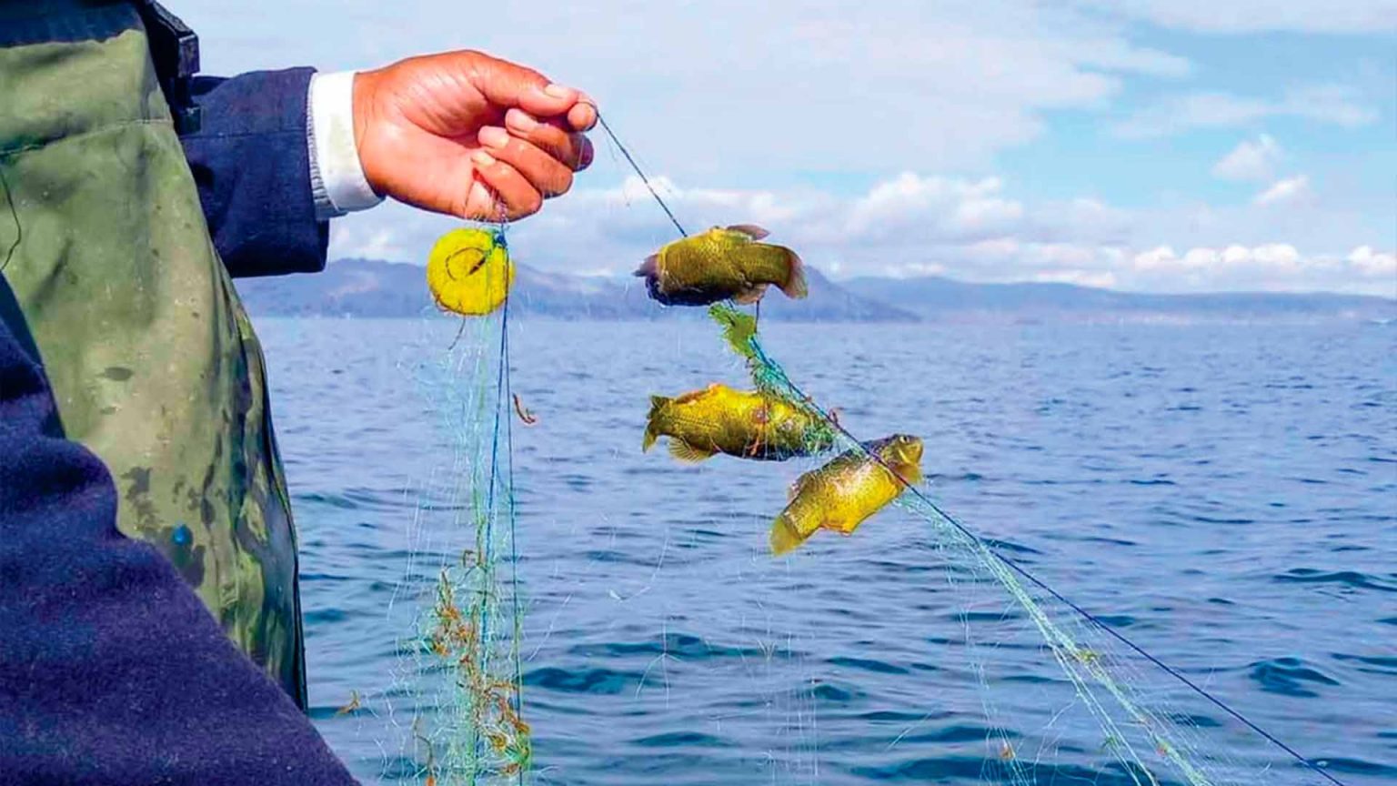 Contaminación del lago Titicaca pone en riesgo especies emblemáticas ...